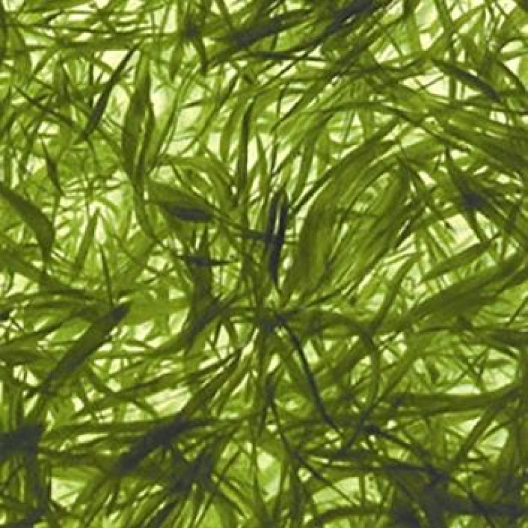 Ingredients - Stemregen