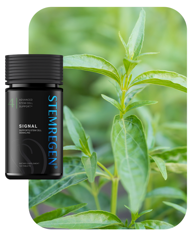 STEMREGEN® Stem Cell Supplement - Signal – Stemregen