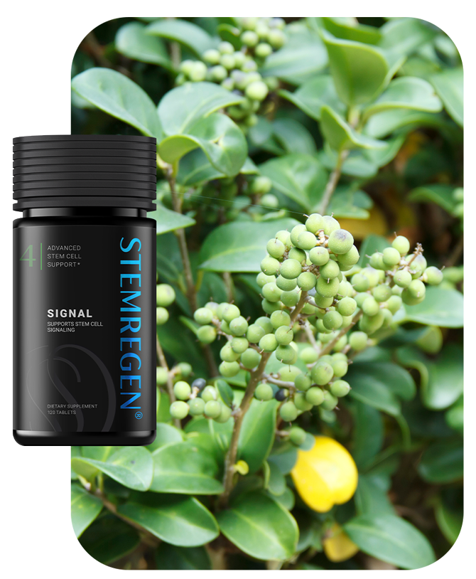 STEMREGEN® Stem Cell Supplement - Signal – Stemregen