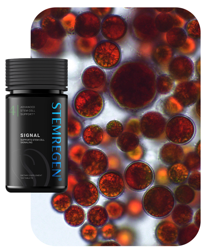 STEMREGEN® Stem Cell Supplement - Signal – Stemregen
