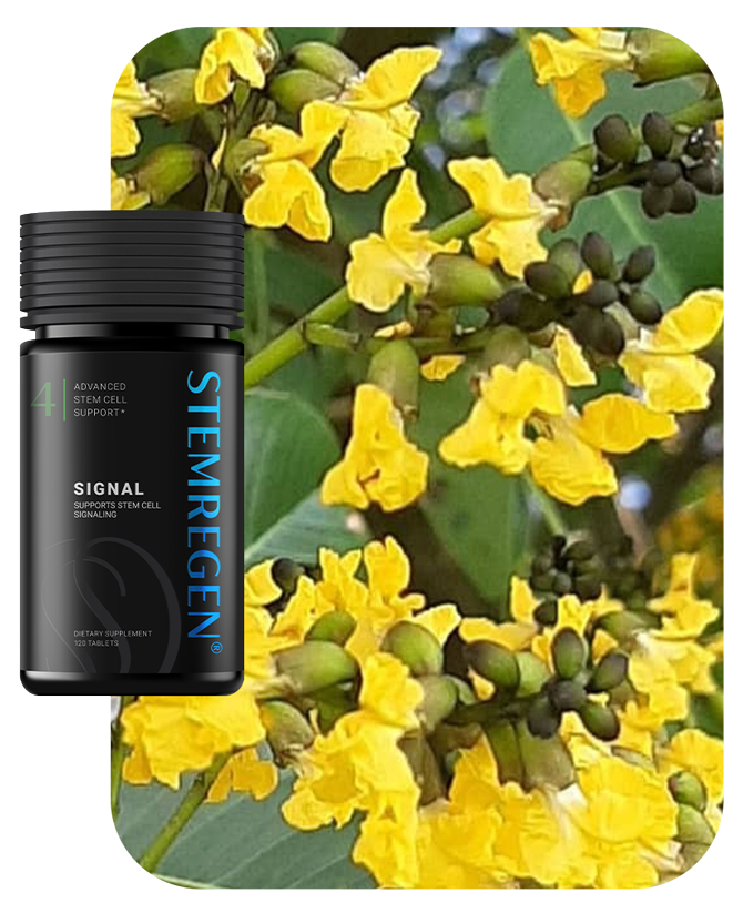 STEMREGEN® Stem Cell Supplement - Signal – Stemregen