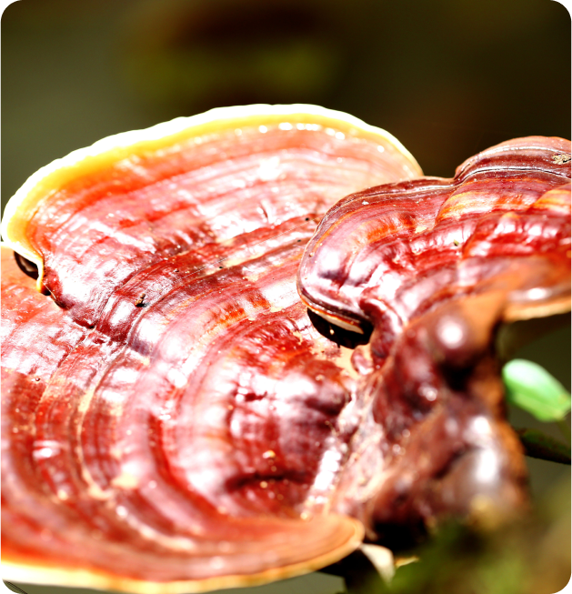 Ingredients - Stemregen