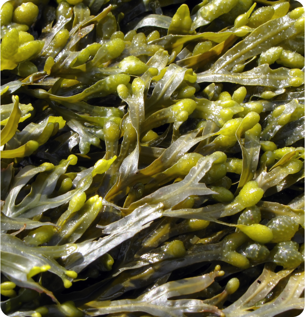 Ingredients - Stemregen