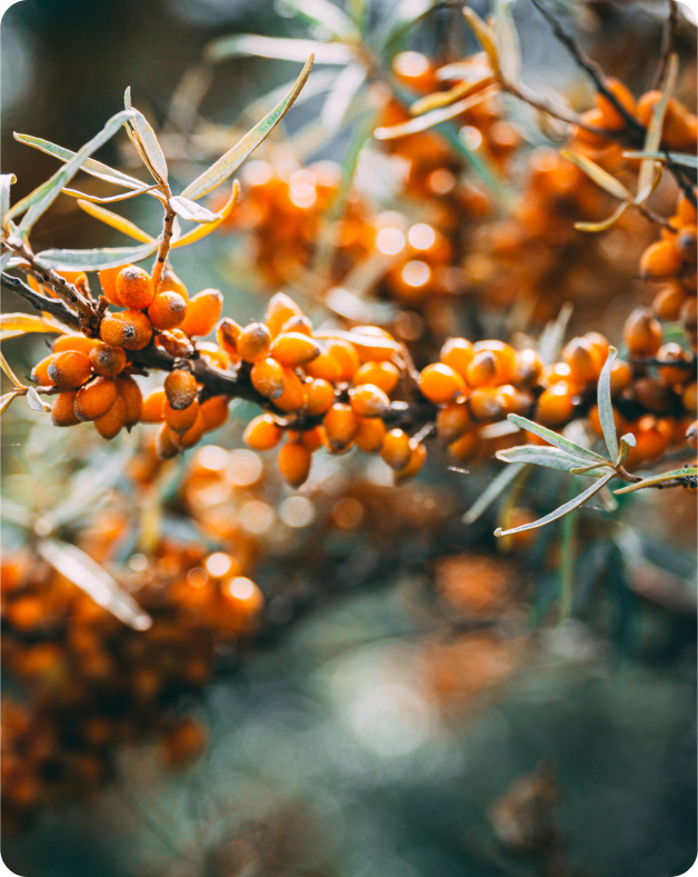 Ingredients - Stemregen